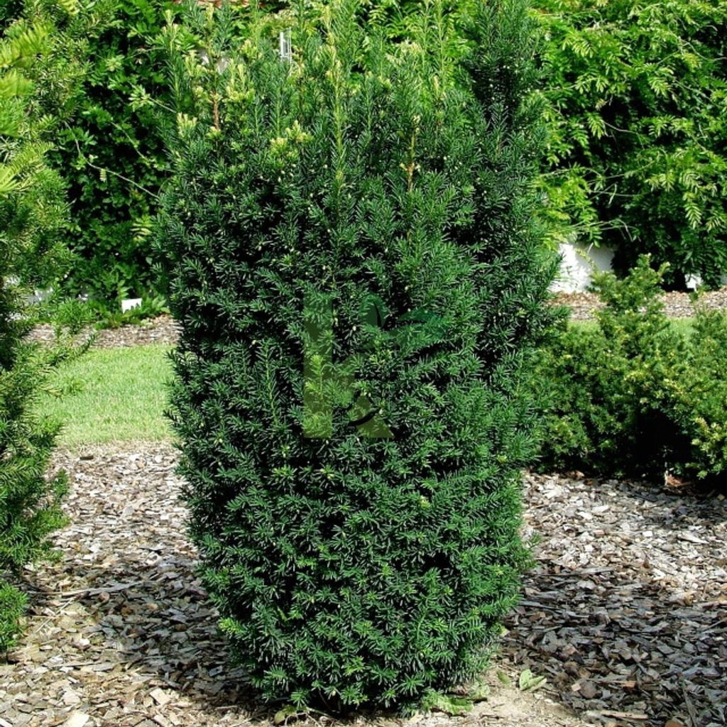 CIS Hicksii Taxus pośredni 35-45 cm DUŻA SADZONKA - 12287248622 ...