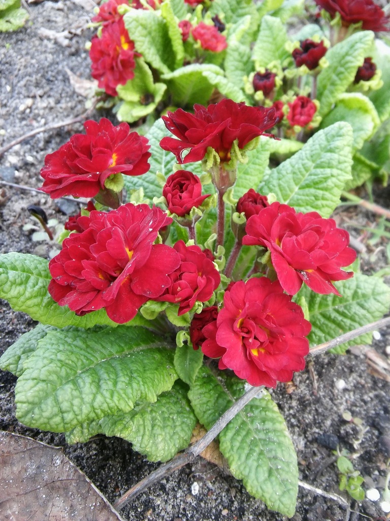 Pierwiosnek Prymula pełna valentine w doniczce - 7743915728 - oficjalne archiwum Allegro