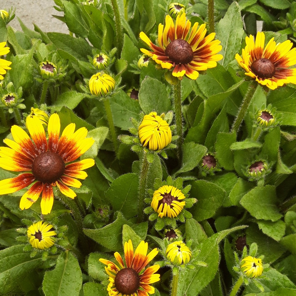 Rudbekia 'Summerdaisy´s Red Bicolor' -Rudbeckia - 13611103389 ...