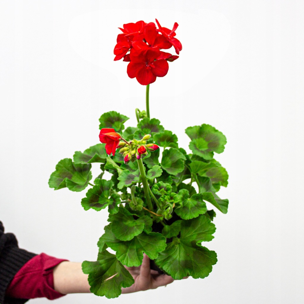 PELARGONIA czerwona stojąca DUŻA ogrodowa zdrowa - 13500373950 ...