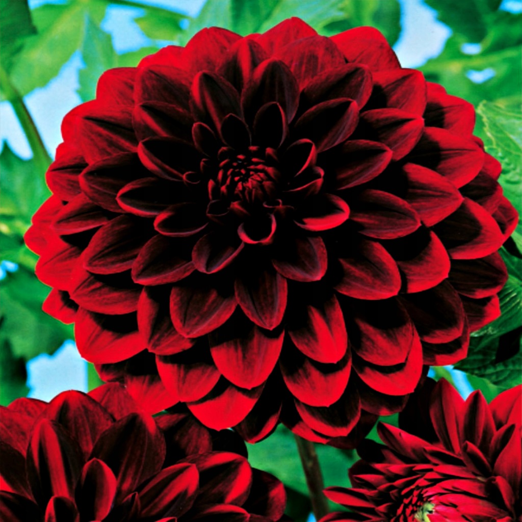 Dalia Dekoracyjna Arabian Night 1 szt Dalie sadzonki dalii bulwy ...