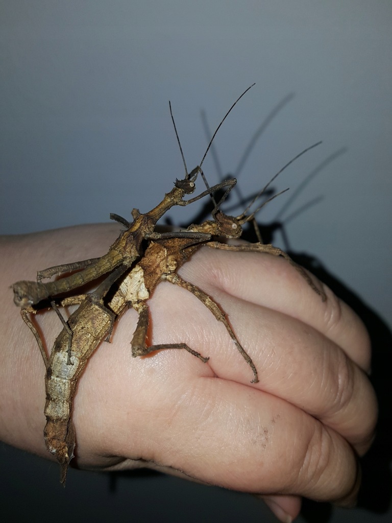 Straszyk Filipiński- zestaw 3 młode nimfy i pokarm - 8808047207 ...