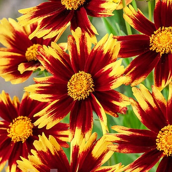 Nachyłek okółkowy Coreopsis 'Firefly' - 13753857944 - oficjalne ...