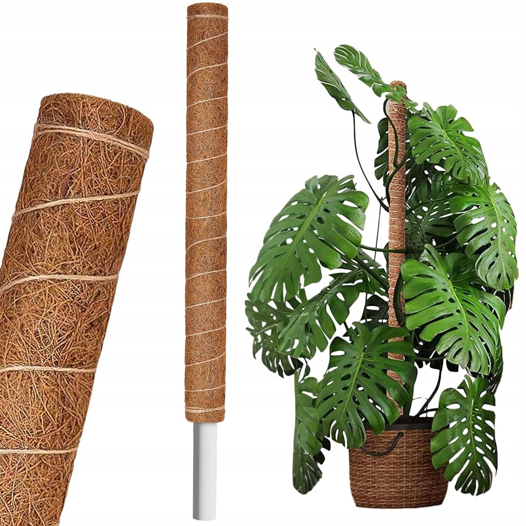 TYCZKA PALIK KOKOSOWY 120CM GRUBY 40MM PODPORA DO ROŚLIN DONICZKI ...