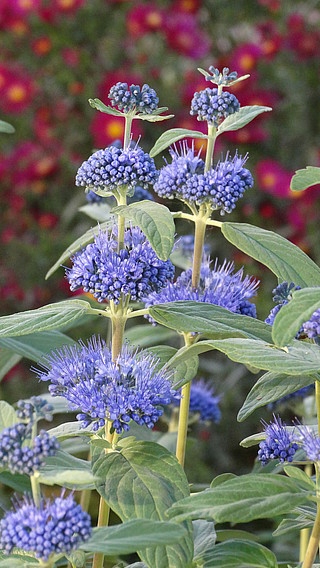 BARBULA KLANDOŃSKA DARK KNIGHT pachnąc Caryopteris - 13152588411 ...