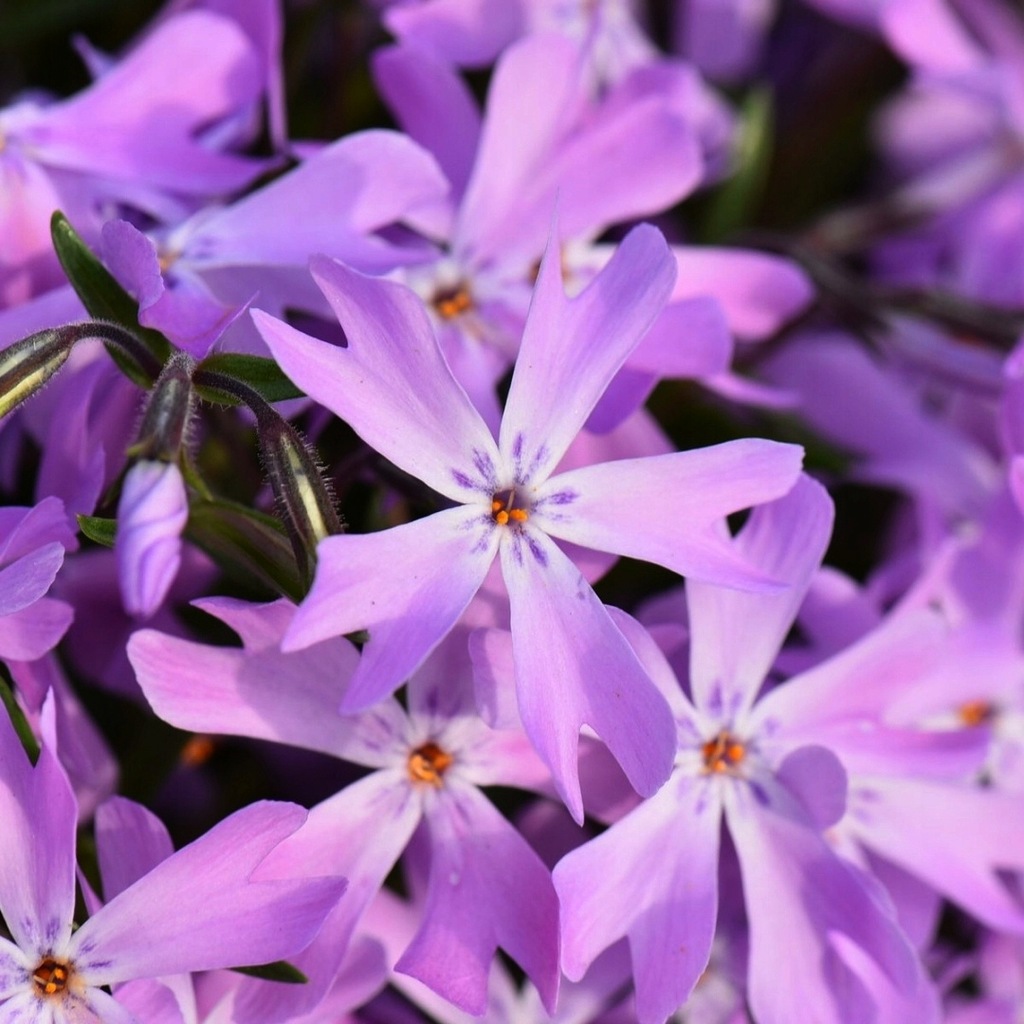 FLOKS FLOX PURPLE BEAUTY SADZONKA W DONICZCE KWIECISTY DYWAN SZYDLASTY ...