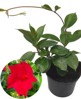 Sundevilla Mandevilla Sandevilla sadzonka Red! - 11983285608 ...