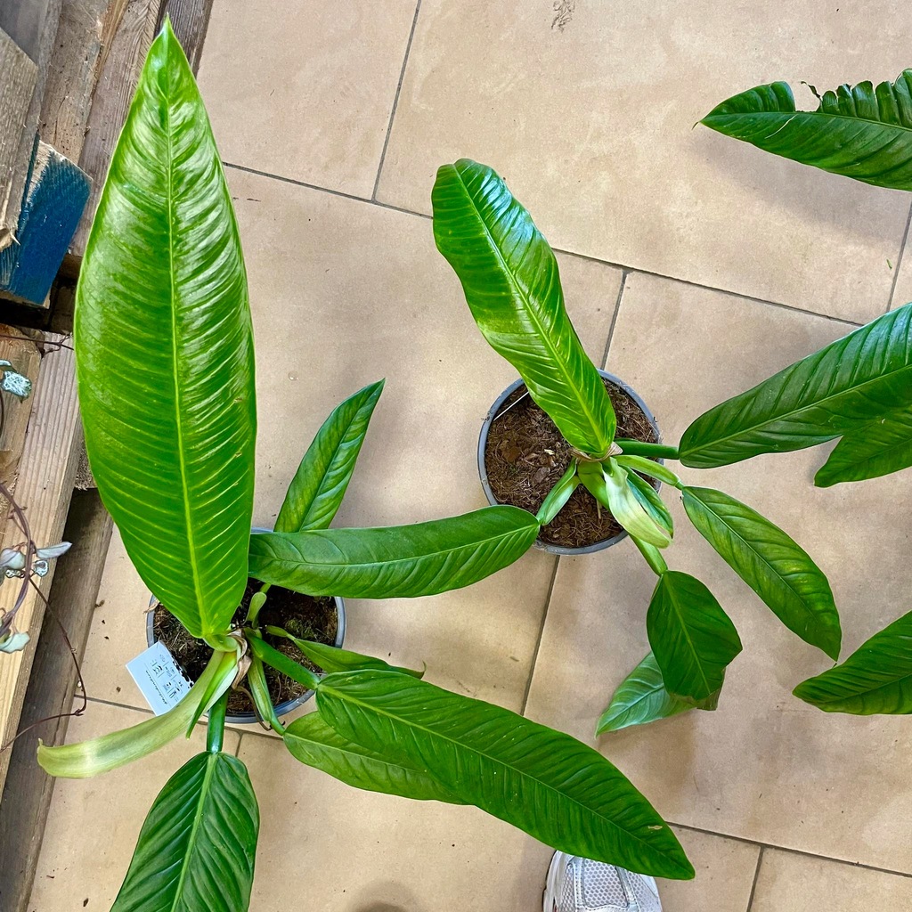 filodendron | philodendron campii lynette - 13817631304 - oficjalne ...