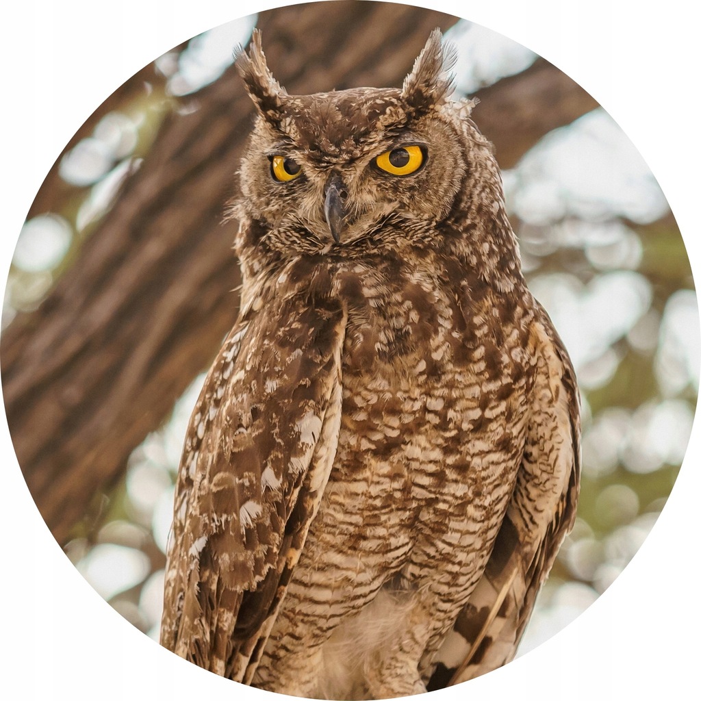 Opłatek na tort Zwierzęta Sowa 14cm+Gratis - 11271506978 - oficjalne archiwum Allegro