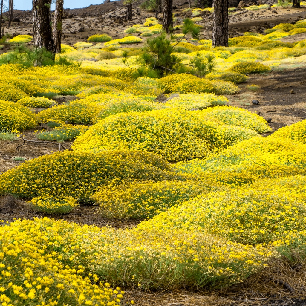 Janowiec lidyjski GENISTA LYDIA Okrywowy Kwitnie całe lato! Sadzonki C2 ...