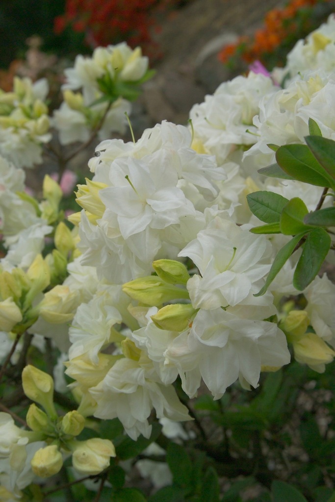 Azalia wielkokwiatowa ' 'Princess Daisy' RARYTAS - 15316101641 ...