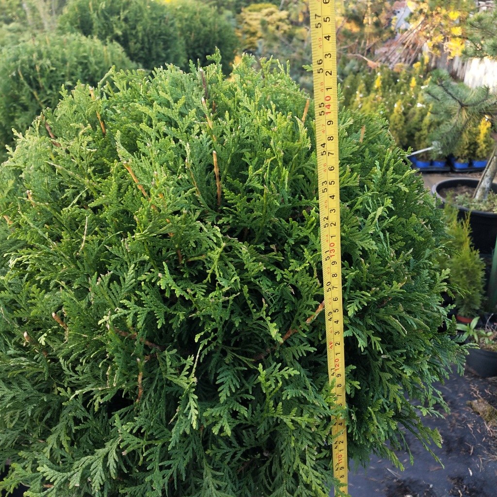 Купить Туя туя брабант формируется на стволе: отзывы, фото и ...