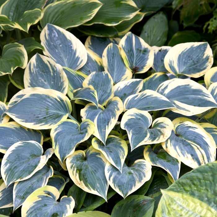 Funkia - Hosta First Frost - DEKORACYNA - Sadzonka - 14931197801 ...