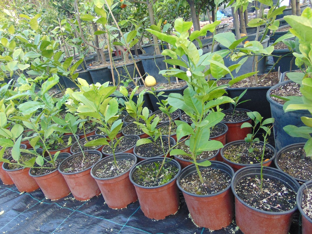 CYTRYNA SKIERNIEWICKA WIELKOOWOCOWA 60 CM - 7322602689 - oficjalne ...