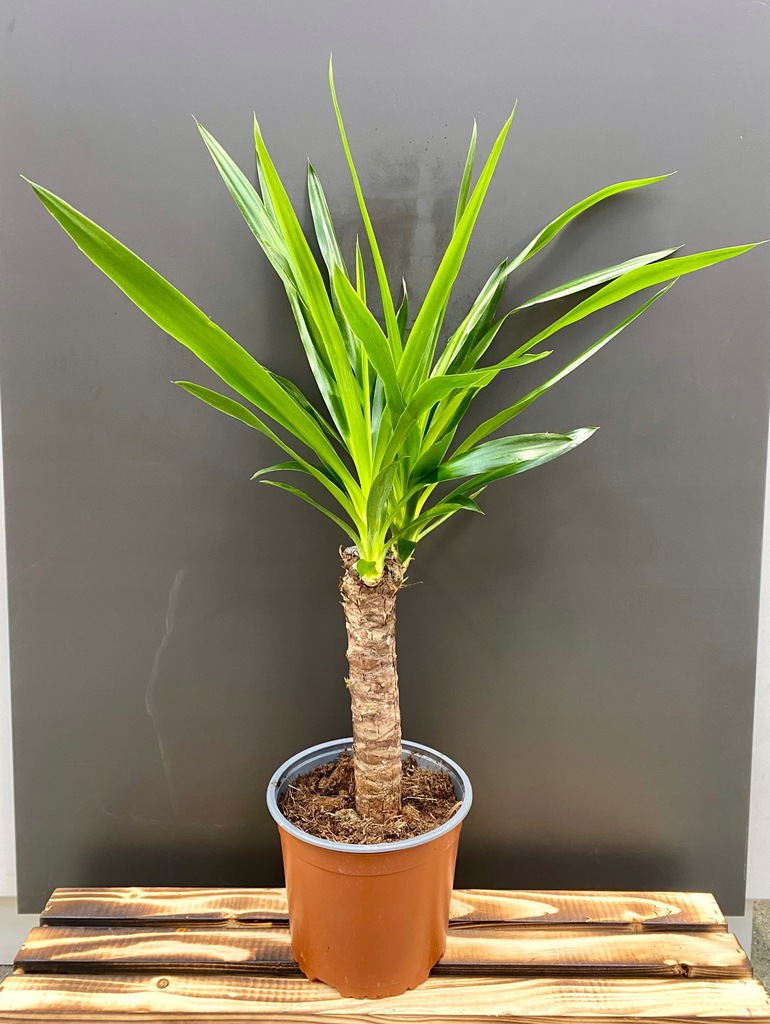 Yucca Juka elegancka palma domowa WYTRZYMAŁA ODPORNA - 15359700215 ...