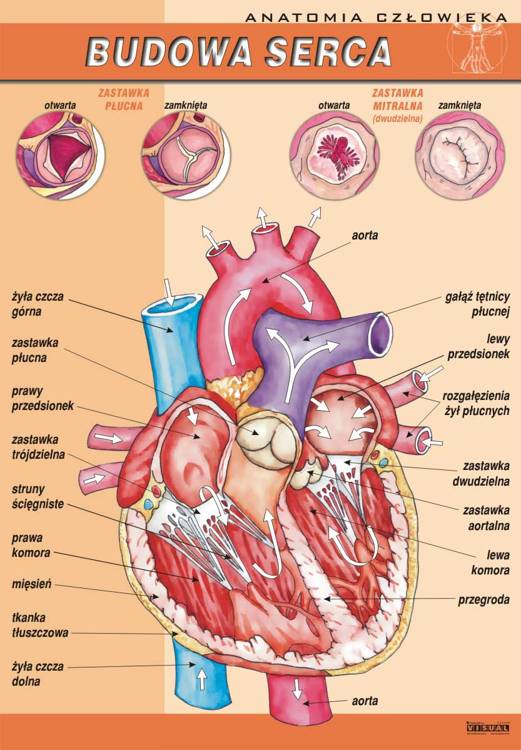 Serce Człowieka Anatomia - Plansza Dydaktyczna - 10066683420 - oficjalne archiwum Allegro