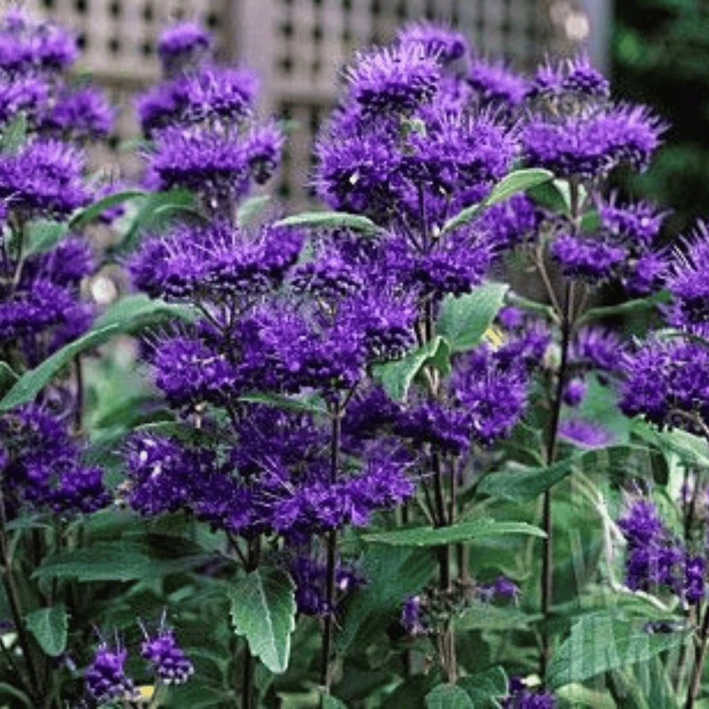 Barbula klandońska Grand Bleu - 12423361587 - oficjalne archiwum Allegro