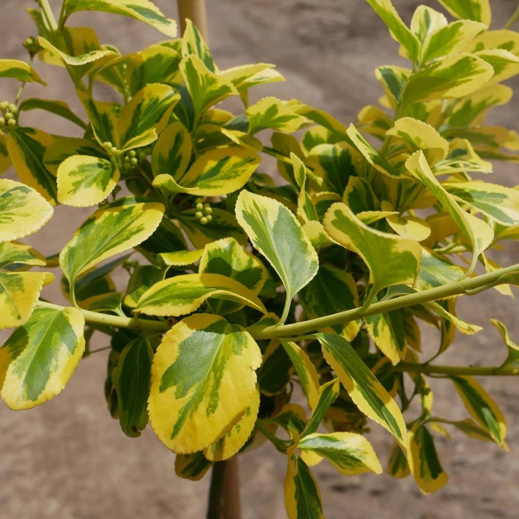 Trzmielina Fortune'a Emerald Gold Pienna - 12274057320 - oficjalne ...