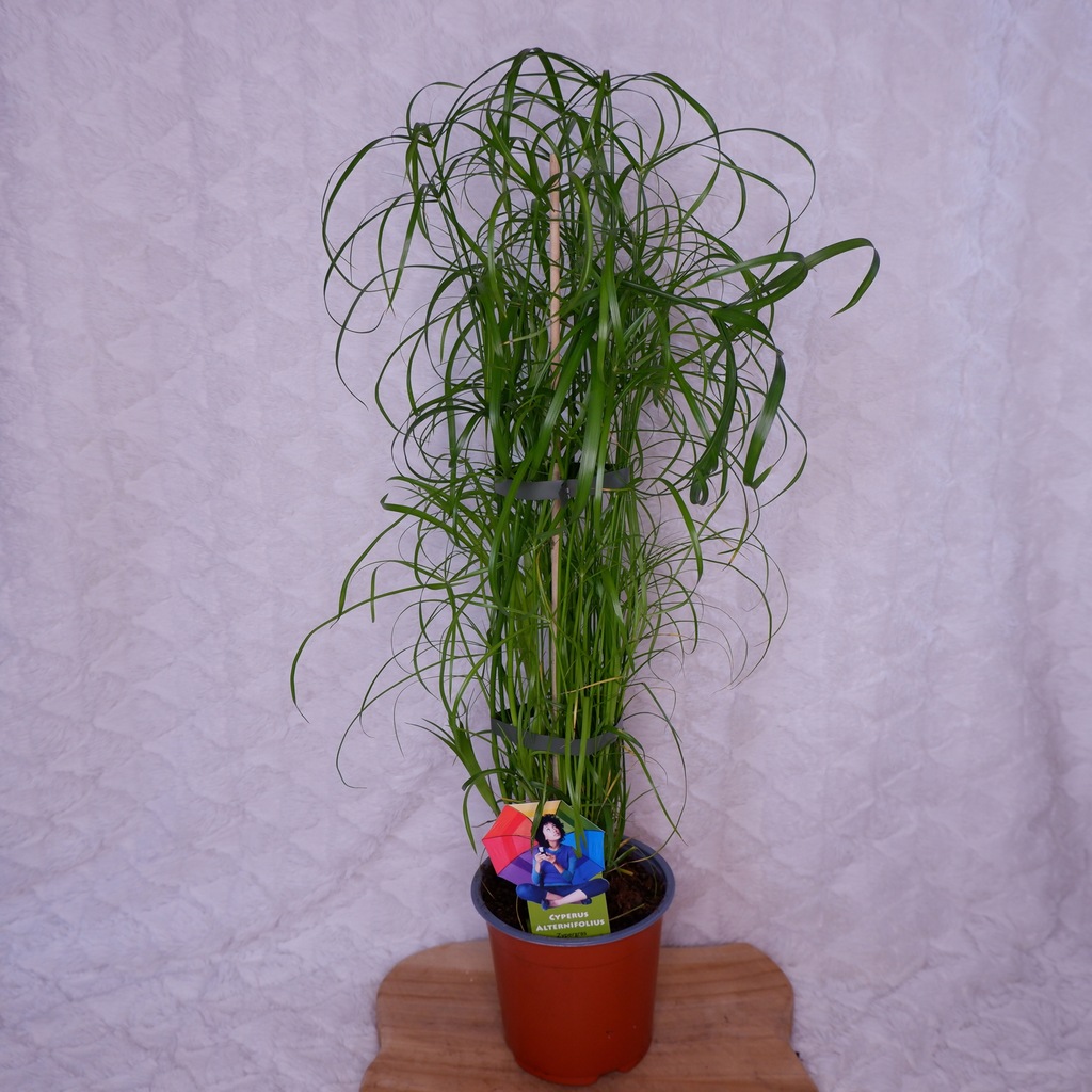 PAPIRUS CIBORA Cyperus Alternifolius XXL d.14cm - 12739820825 ...