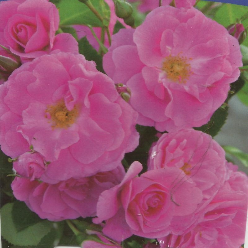 Róza krzewiasta kanadyjska MORDEN BELLE Rosa - 10920768452 - oficjalne ...