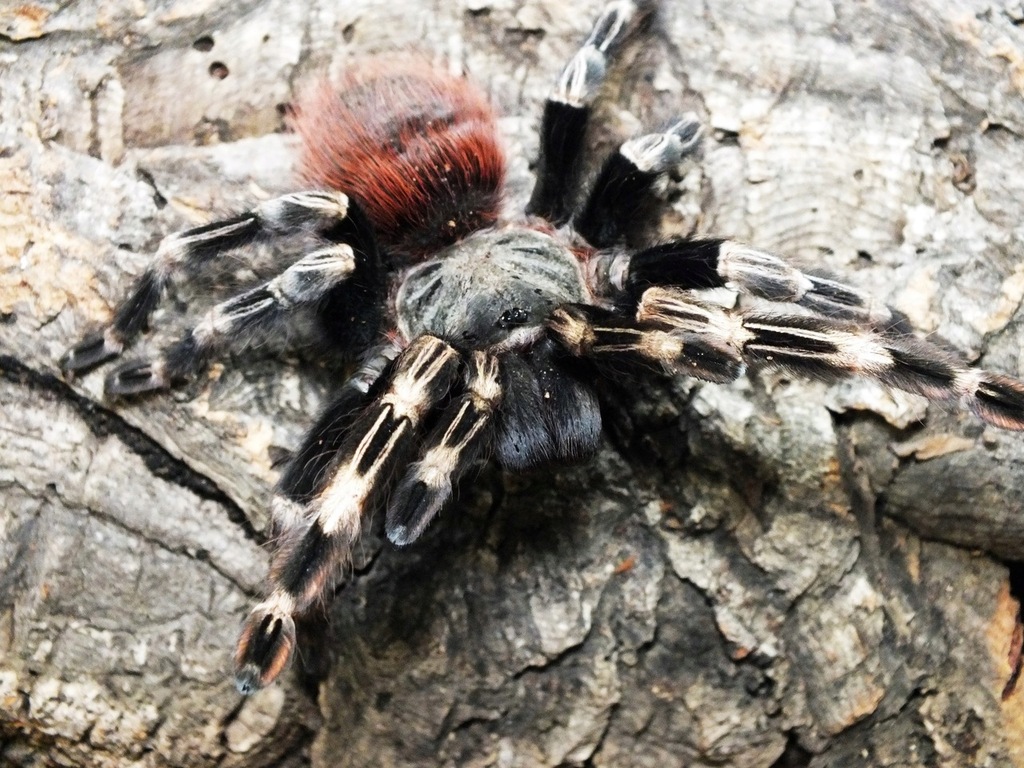 Nhandu chromatus samiec (SpidersForge) - 11514415738 - oficjalne ...