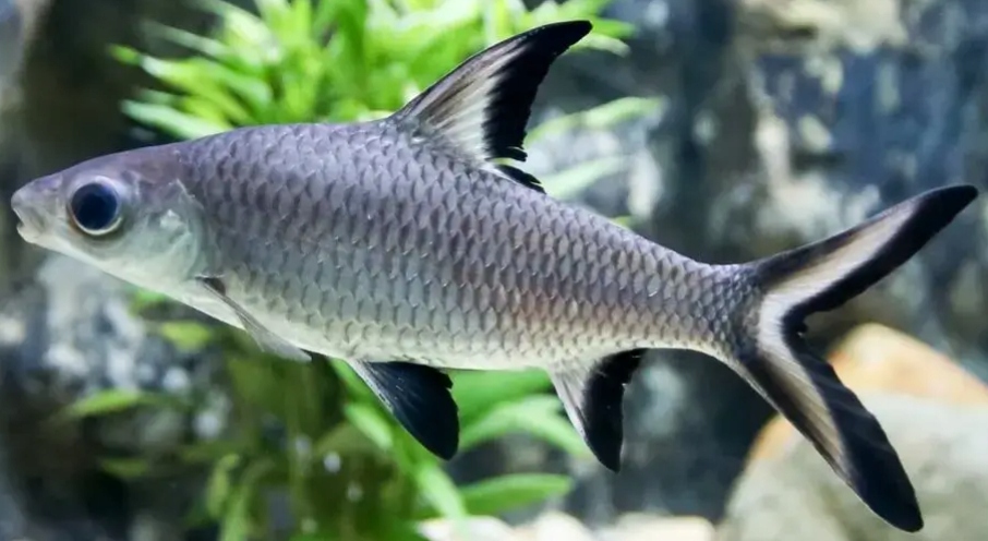 BRZANKA REKINIA ryba wysyłka FV - 12197488192 - oficjalne archiwum Allegro