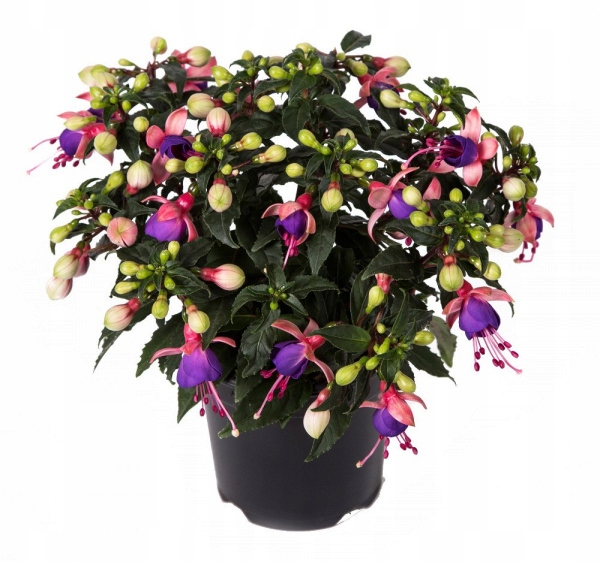 Fuksja Bella Fuchsia Mariska różnobarwna sadzonka - 13665289374 ...