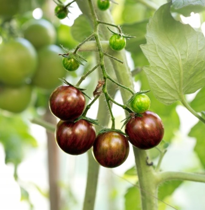 4 x Pomidor Black Cherry koktailowy wysoki - 9257593962 - oficjalne archiwum Allegro