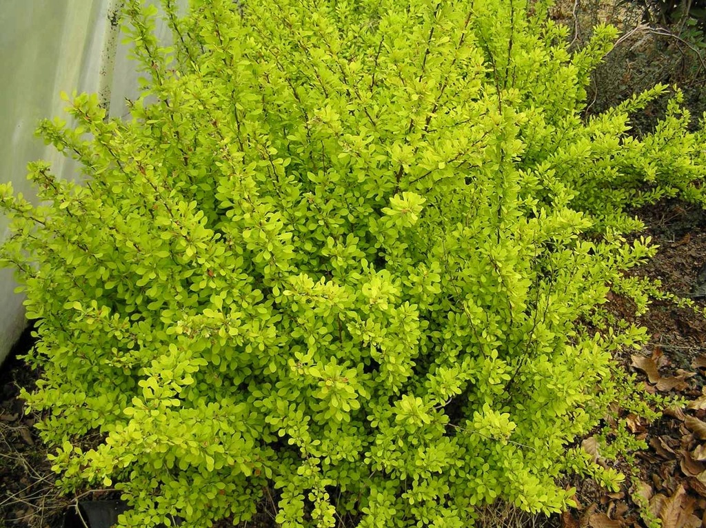 Berberys Thunberga AUREA - 12601527194 - oficjalne archiwum Allegro