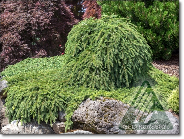 Picea abies 'Formanek' - Malownicza pendula !!! - 12616255321 ...