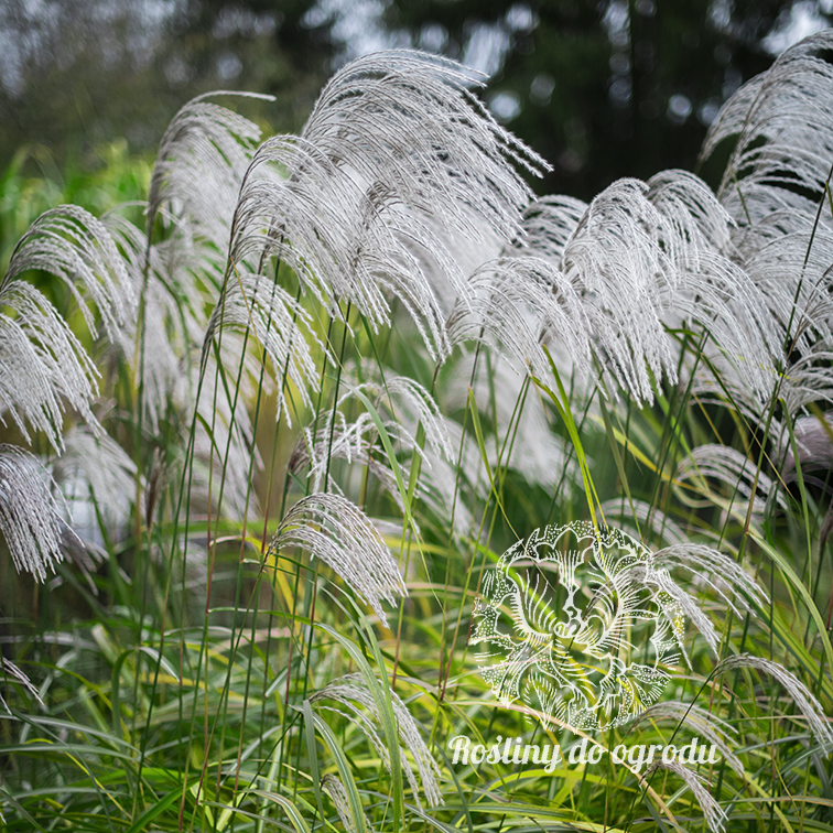 MISKANT MEMORY zwiewna trawa sadzonka - 13606683165 - oficjalne ...