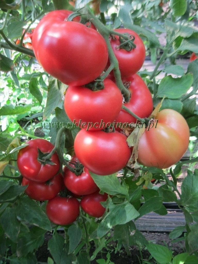 Pomidor nasiona holenderskie - HONEY MOON F1 - 10n - 13379543706 - oficjalne archiwum Allegro