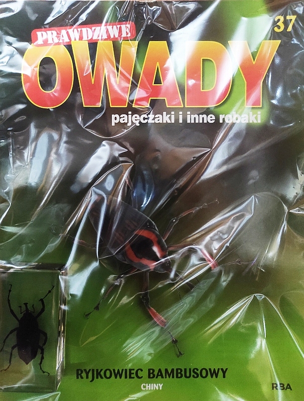 PRAWDZIWE OWADY 37/2022 RYJKOWIEC BAMBUSOWY - 12761160745 - oficjalne ...
