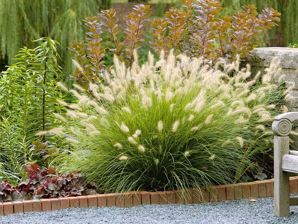 TRAWA OZDOBNA ROZPLENICA JAPOŃSKA HAMELN 1 KŁĄCZE - 13129884031 - oficjalne archiwum Allegro