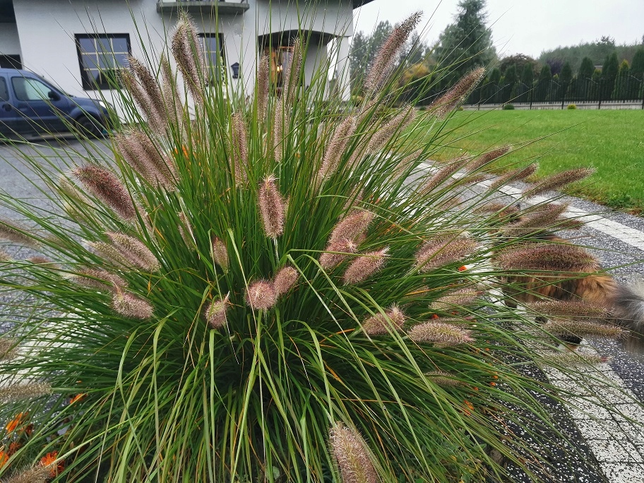 TRAWA MAGIC PIÓRKÓWKA JAPOŃSKA PENNISETUM-SADZONKA - 11385160207 ...