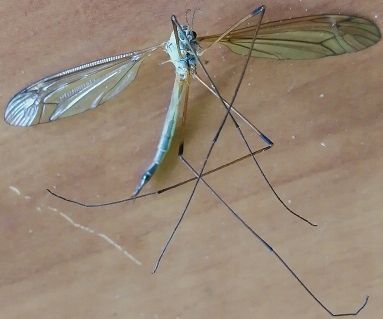 komar samiec owad owady z parapetu zmarł - 12869287615 - oficjalne ...