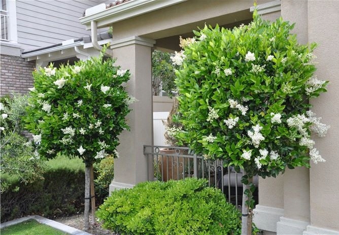 Ligustr pospolity, Ligustrum vulgare - 15067871775 - oficjalne archiwum ...