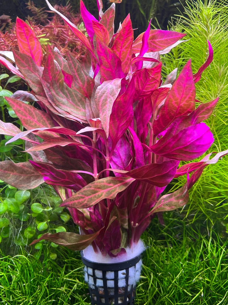 Alternanthera Rosanervig roślina akwariowa - 13437559340 - oficjalne ...