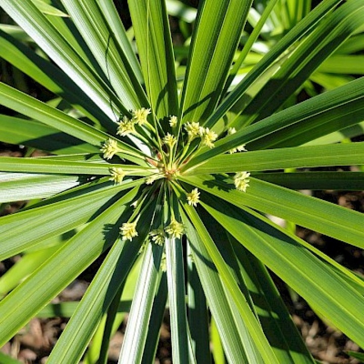 Cibora Papirus Cyperus sadzonka + gratis - 12325962914 - oficjalne ...