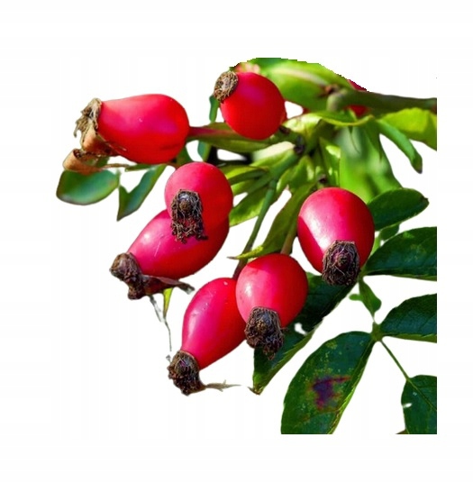 DZIKA RÓŻA SWIEŻE OWOCE LEŚNE (Rosa canina)_ 1kg - 14372331649 ...