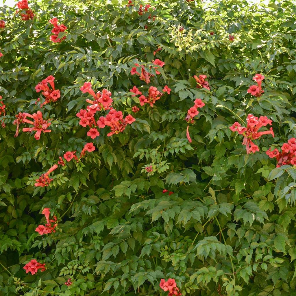 Milin amerykański Gabor szybko rosnące pnącze 1L - 12550762355 ...