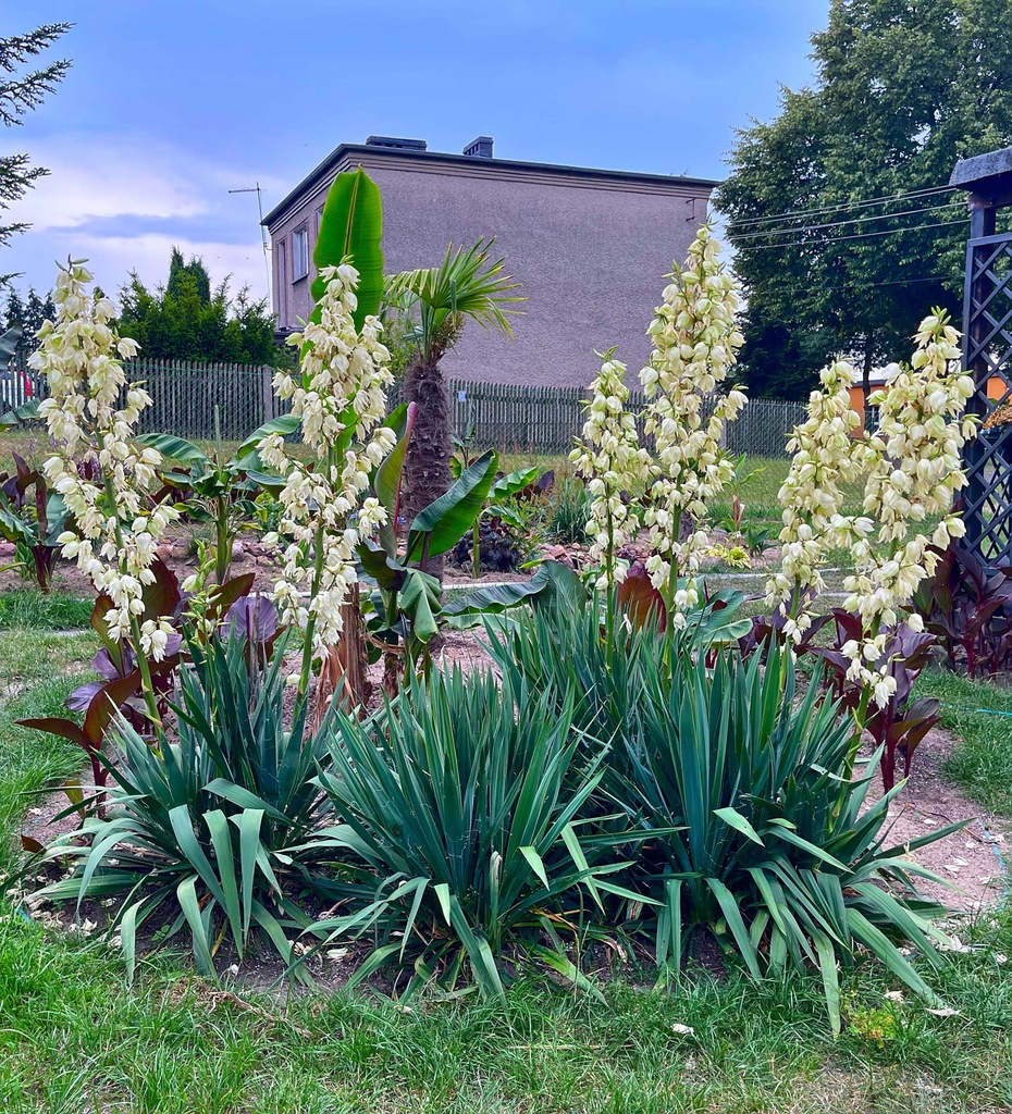 Juka Karolińska mrozoodporna ogrodowa Yucca Filamentosa sadzonka w donicy - 15634933398 ...