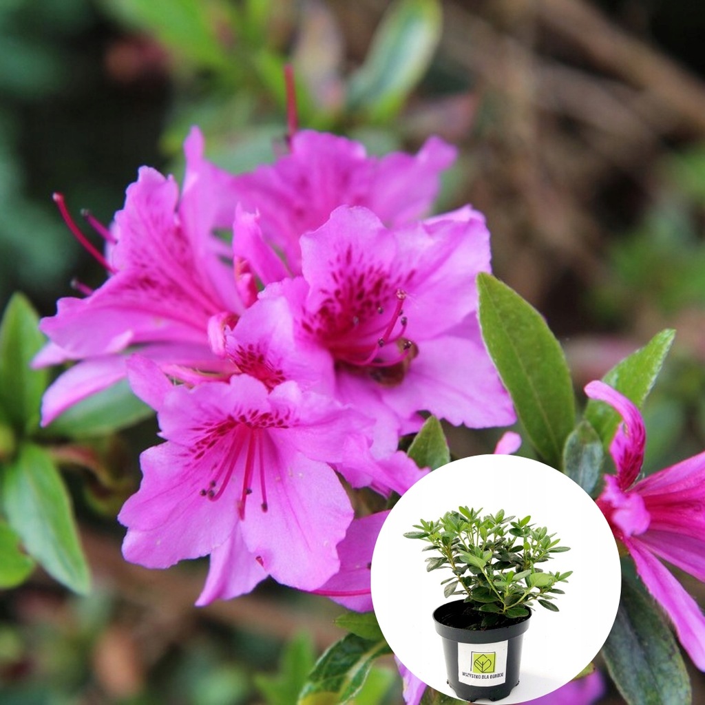 MINIATUROWA Azalia Japońska Konigstein MOCNO FIOLETOWA PACHNĄCA ...