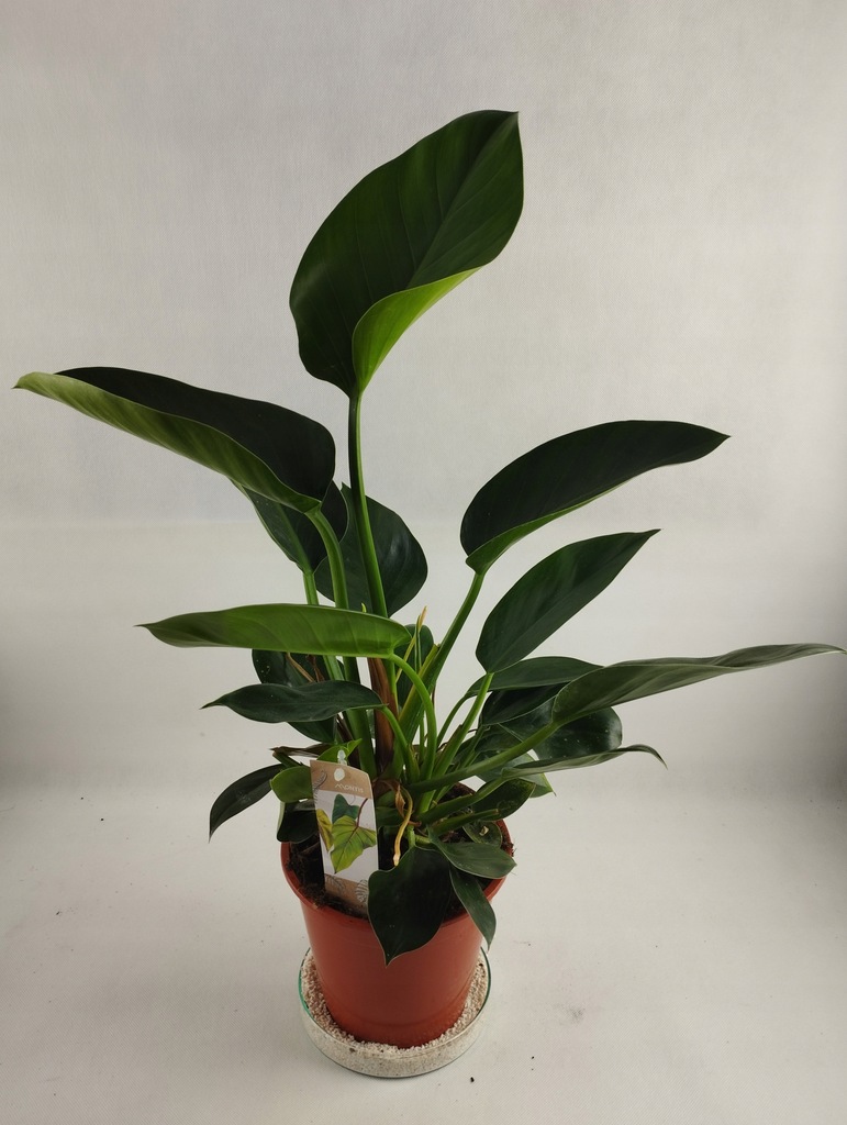 Philodendron 'Apple Green' - 12459698576 - oficjalne archiwum Allegro