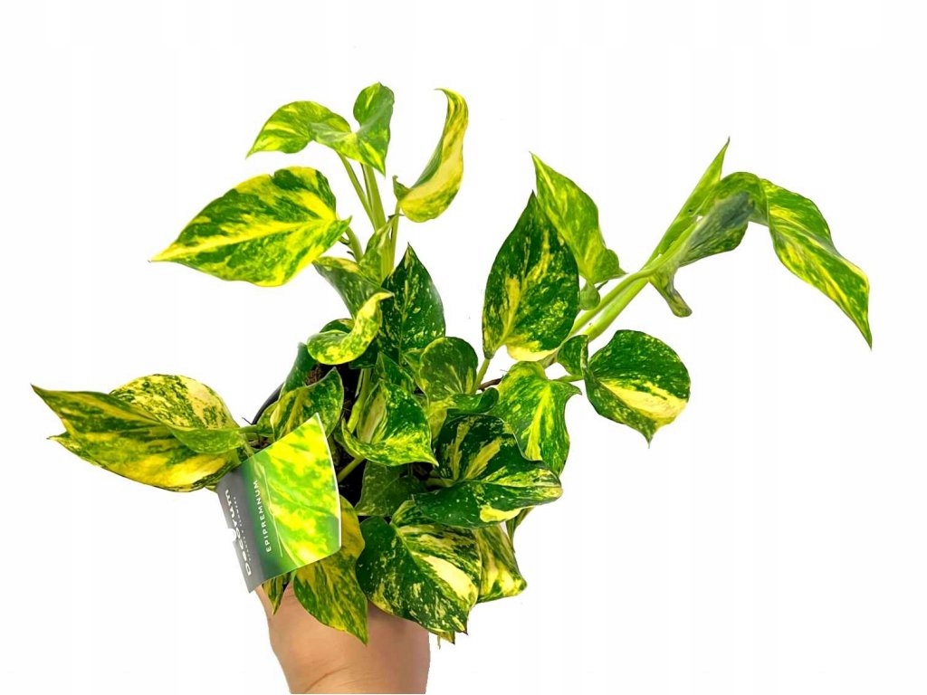 Epipremnum Hicolor Golden Queen rośliny doniczkowe - 13248660516 - oficjalne archiwum Allegro