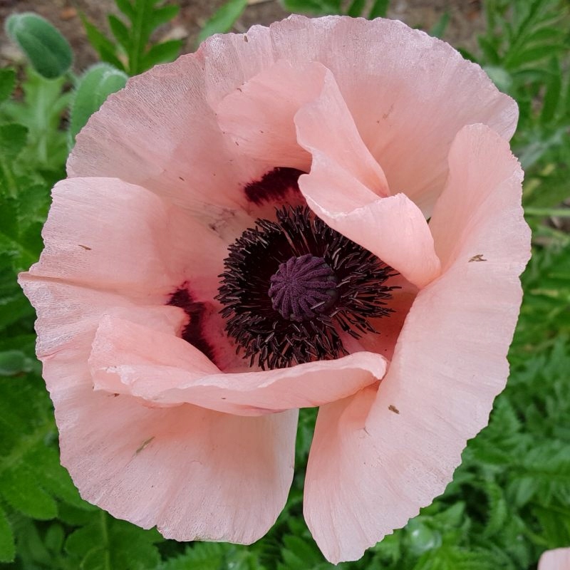 Papaver Mak wschodni Mrs. Perry różowy 1szt/W430 - 13279200351 ...
