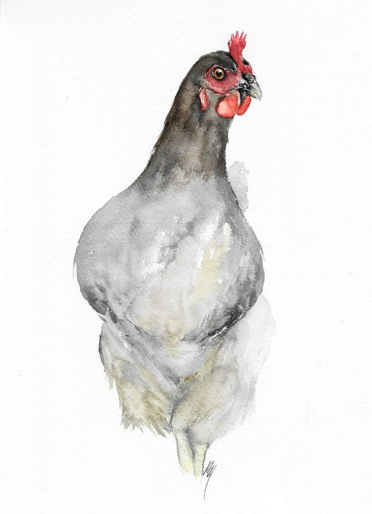 kura, akwarela, oryginał, format A4 - 13292831706 - oficjalne archiwum ...