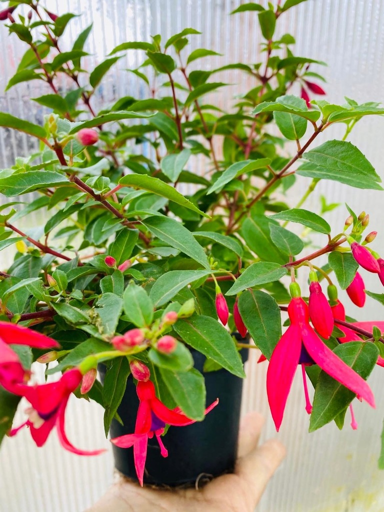 Fuksja zwisząca fiolet Piękna duża sadzonka HIT - 12102345603 ...