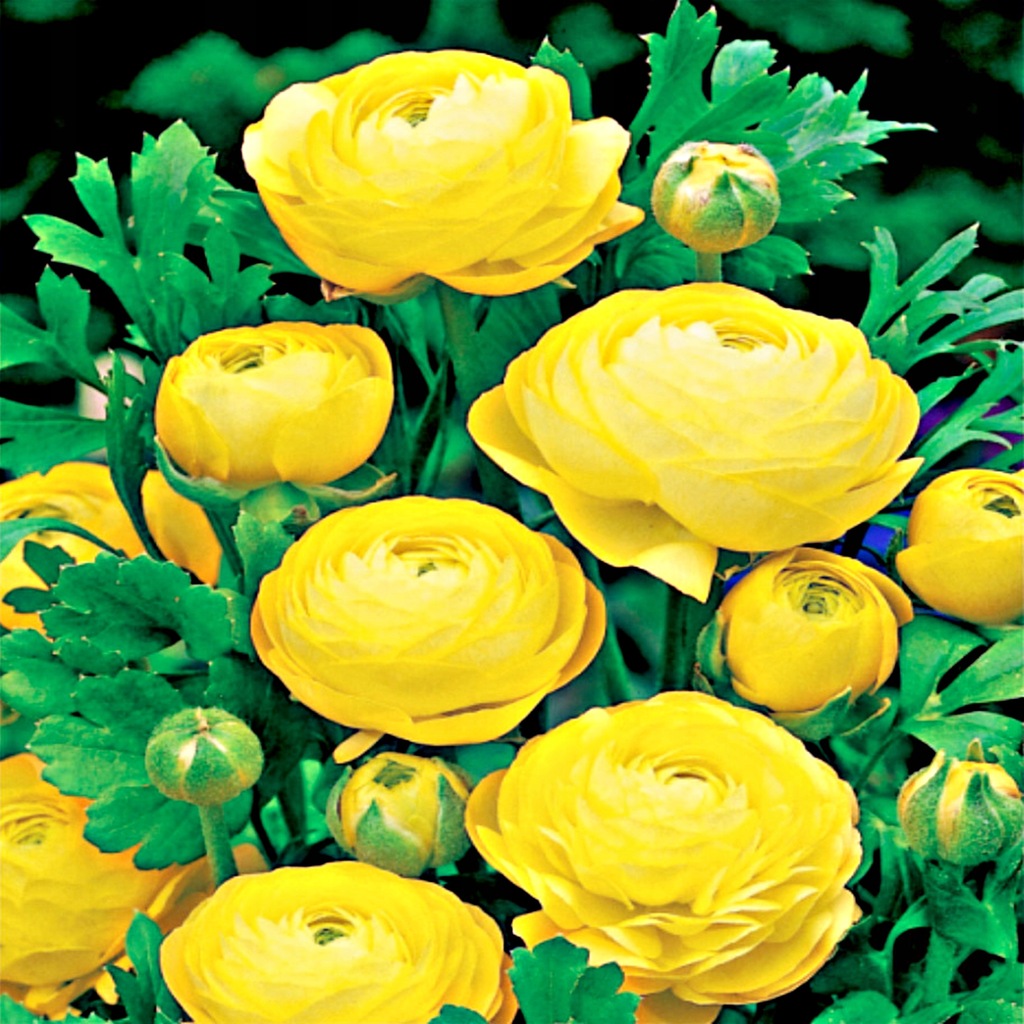 Ranunculus Jaskier Jaskry Yellow Żółty 5 szt - 12337628585 - oficjalne archiwum Allegro