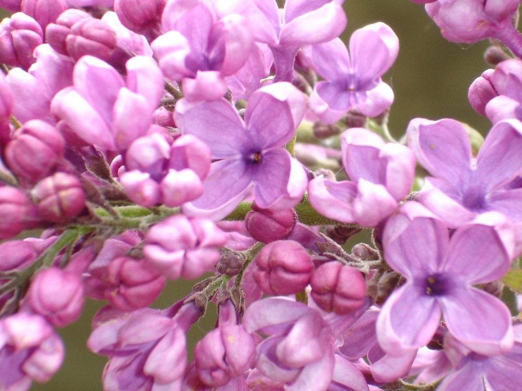 Bez lilak pospolity różowy krzew pięknie pachnie sadzonka w doniczce ...